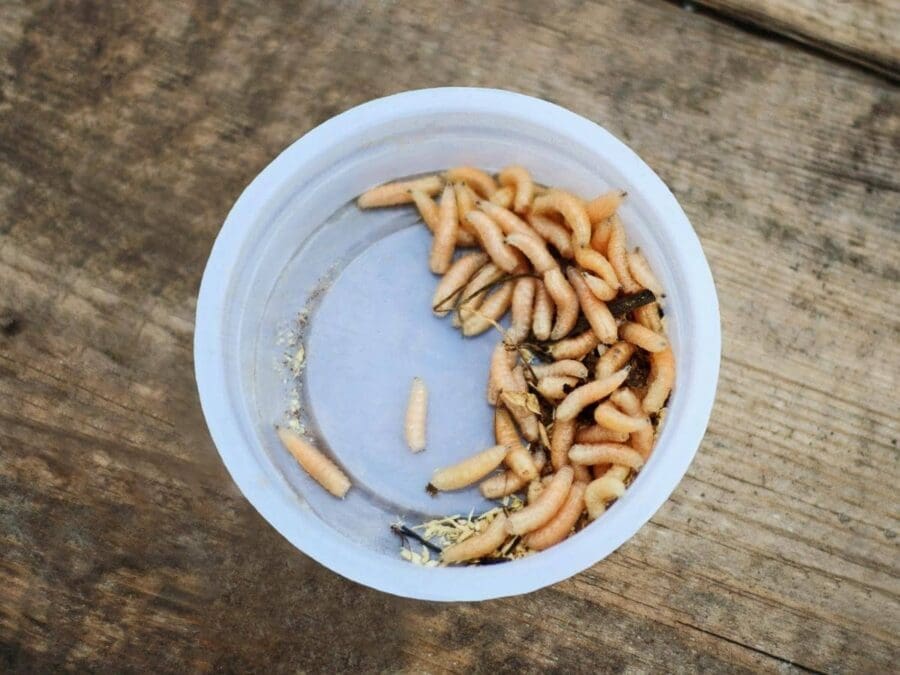 Can Maggots Eat Through Plastic Bags? (Answered)