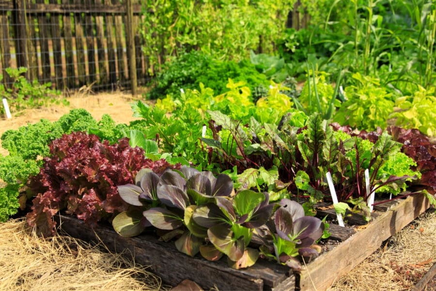 19 Proven Methods for Growing a Perfect Vegetable Garden