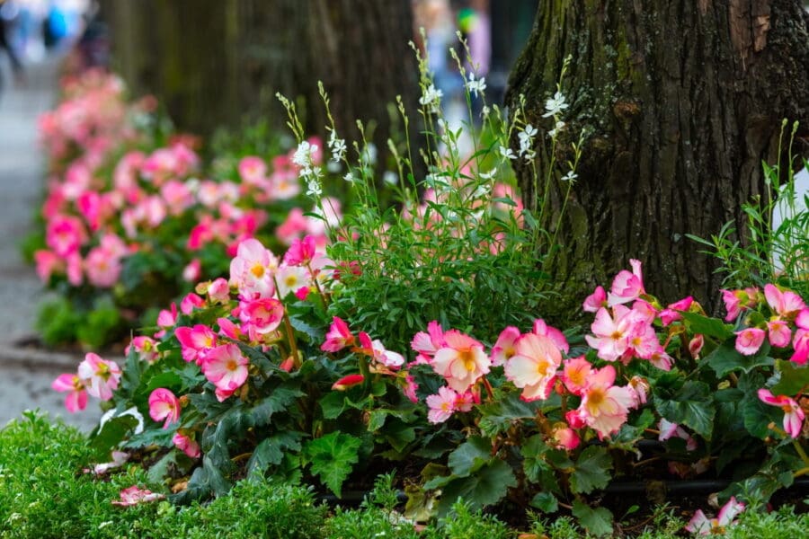 23 Mesmerizing Flower Beds to Unleash the Magic Around Trees