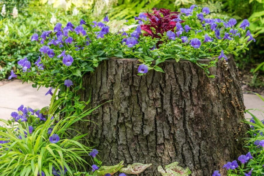 23 Unbelievable Tree Stump Planter Ideas That Will Blow Your Mind